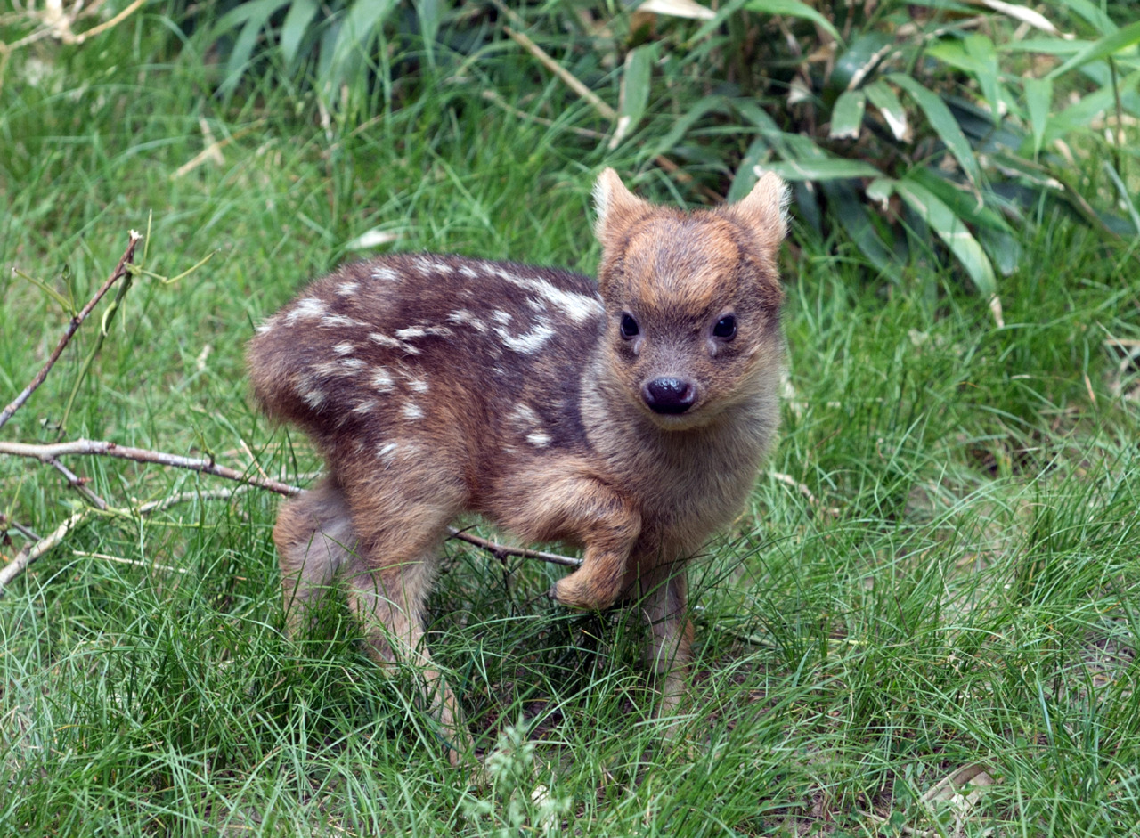 The Pudu Smallest Deer in the World