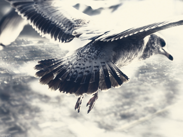 Exquisite Motion of Birds in Mid-Flight - Charismatic Planet