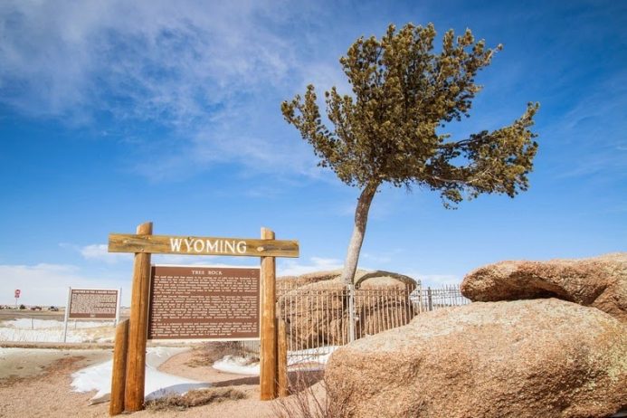 Peculiar Tree in the Rock of Wyoming - Charismatic Planet