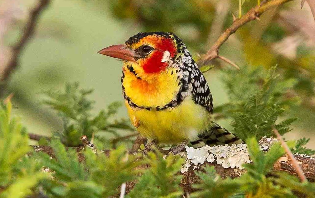 Red-and-Yellow Barbet - Charismatic Planet
