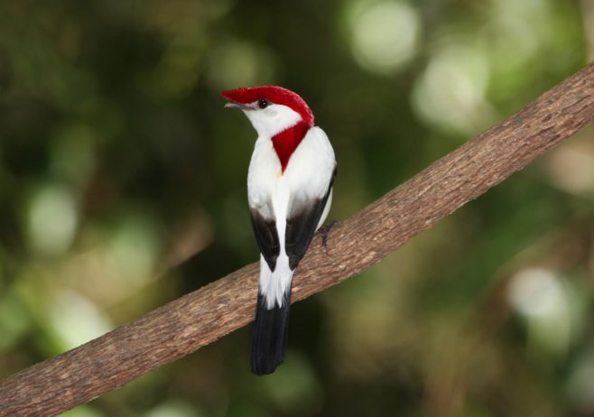 Brazil’s Critically Endangered Araripe Manakin World’s Most Beautiful Bird