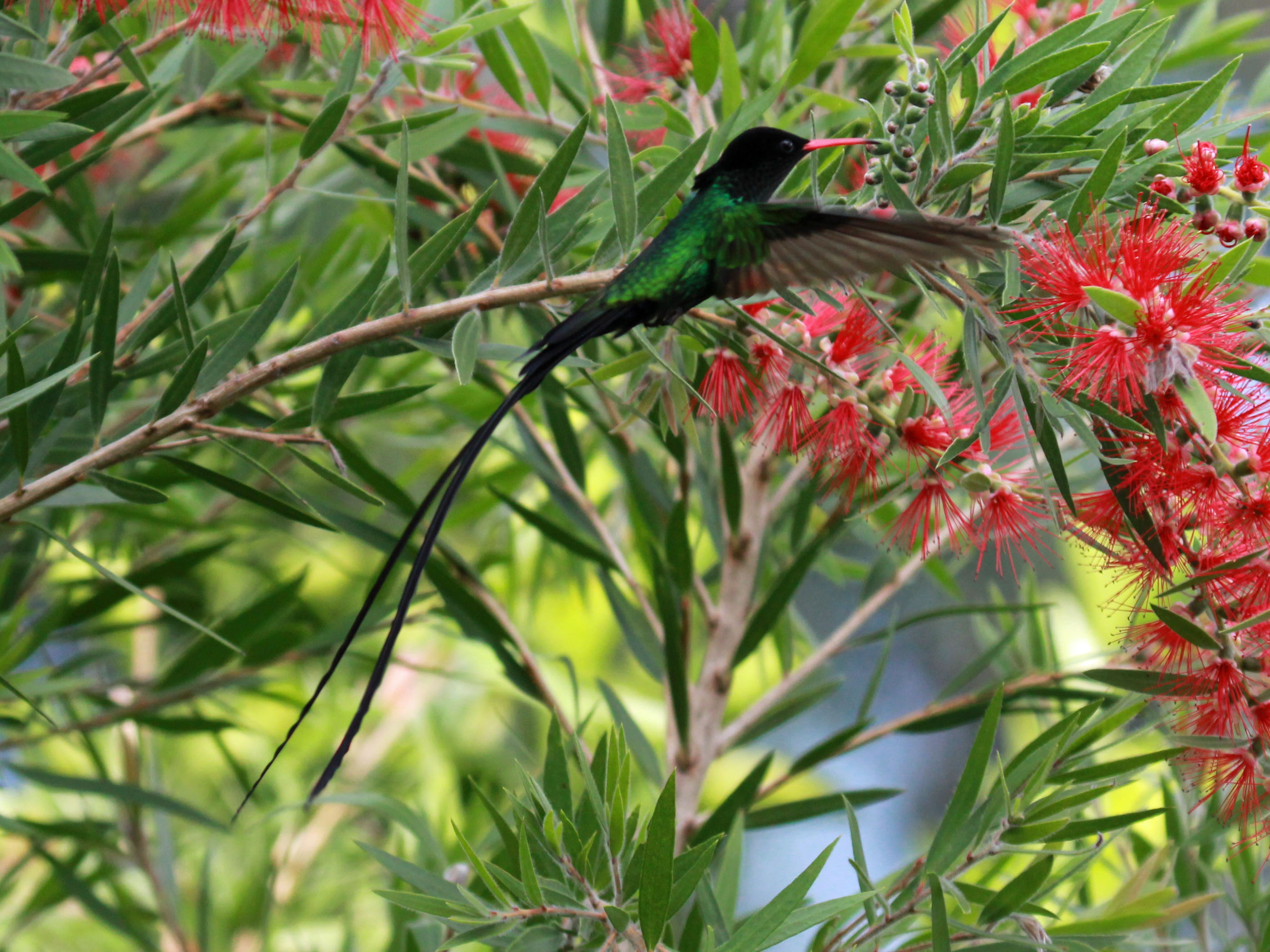 The Scissor-tail Red-billed Streamertail