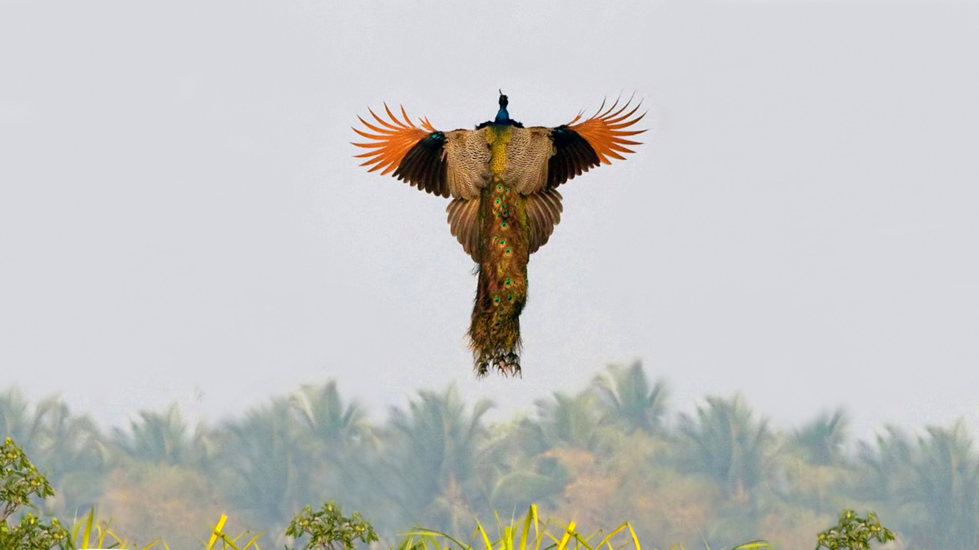 The Amazing Photos of Flying Peacocks