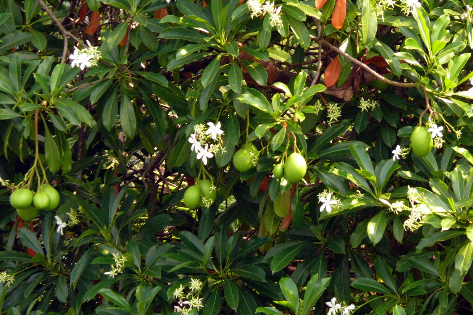 Cerbera Odollam The Suicide or Murder Tree