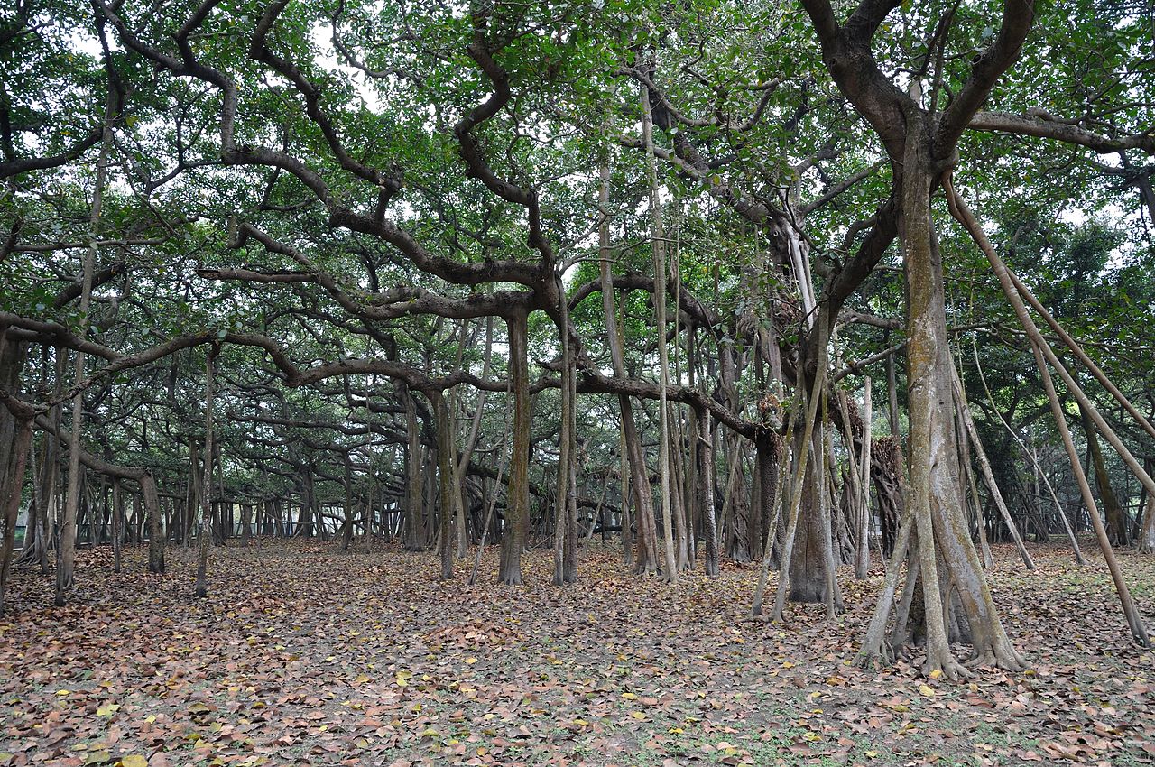 The Great Banyan Tree of India