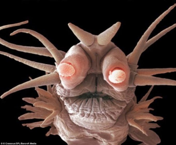World’s Strangest Sea Creatures - Charismatic Planet