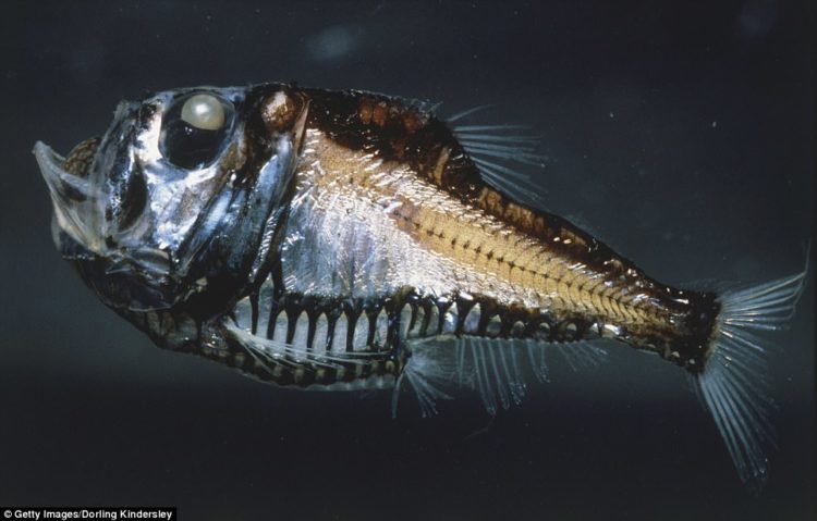 World’s Strangest Sea Creatures - Charismatic Planet