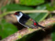 The Distinctive Pin-Tailed Manakin - Charismatic Planet