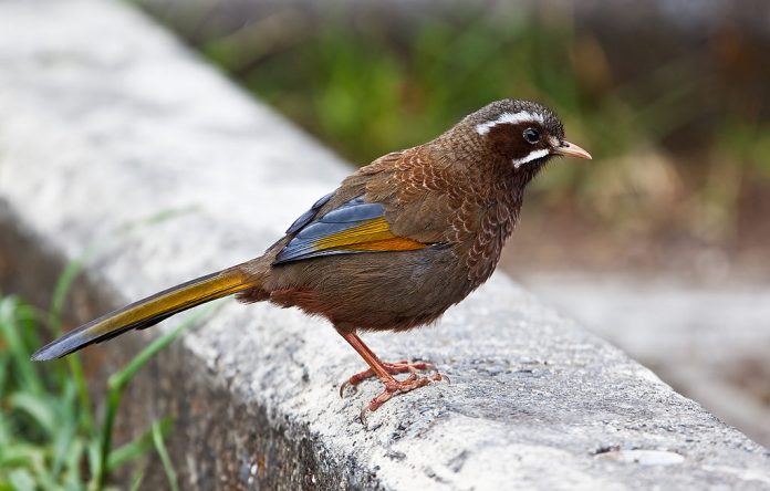 The White-whiskered Laughingthrush - Charismatic Planet