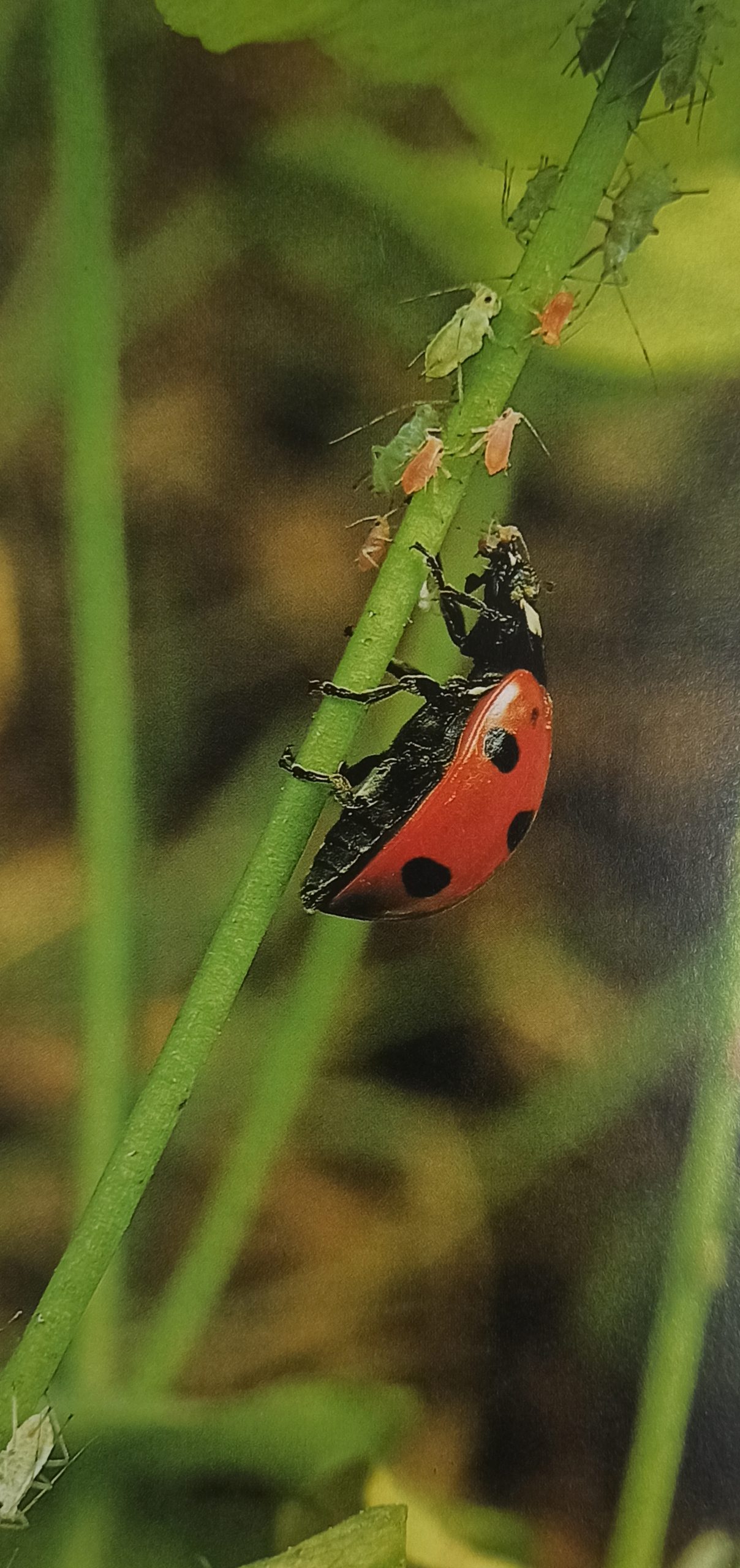 The Relationship between Insects and Man - Charismatic Planet