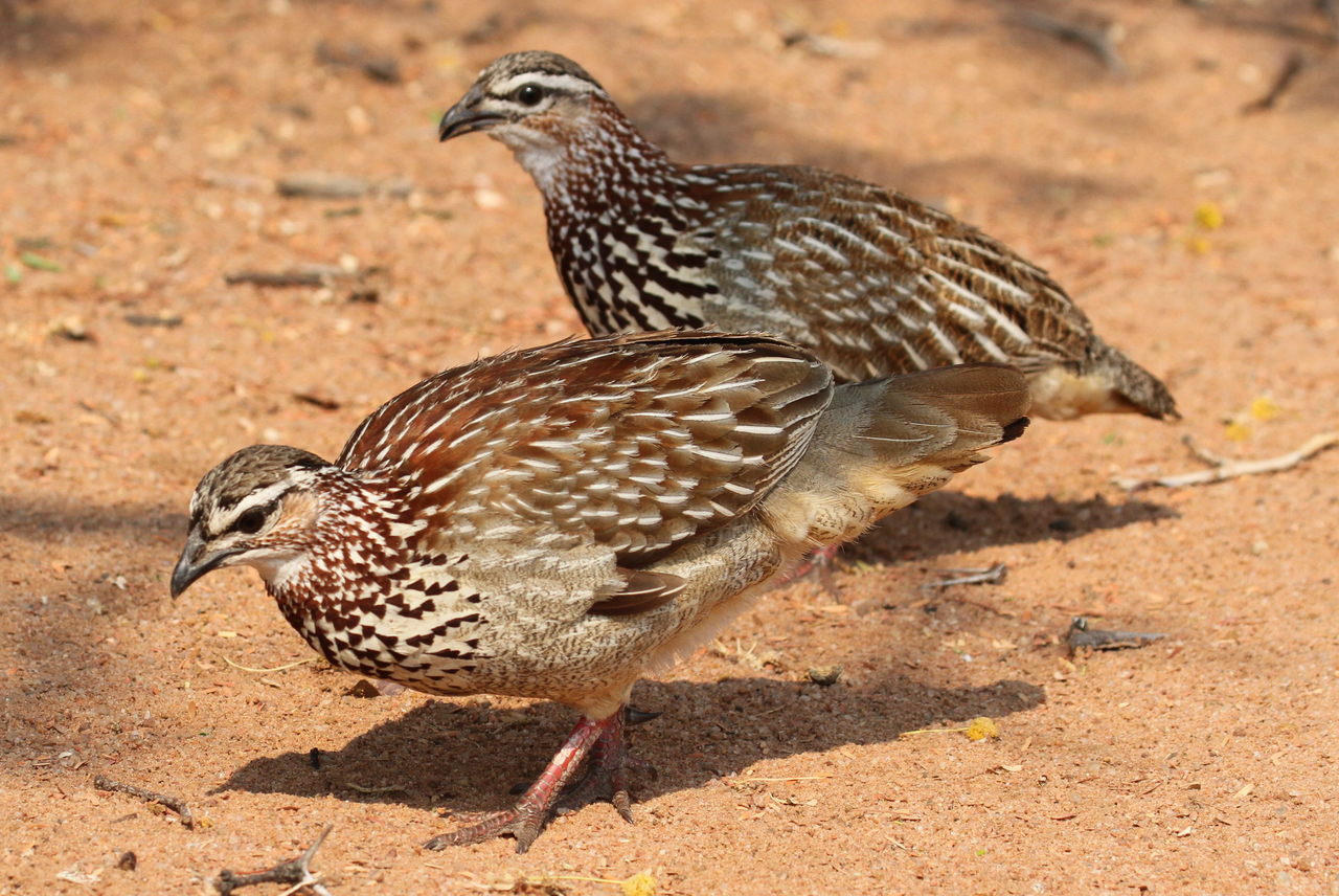 Crested Francolin Bird - Charismatic Planet